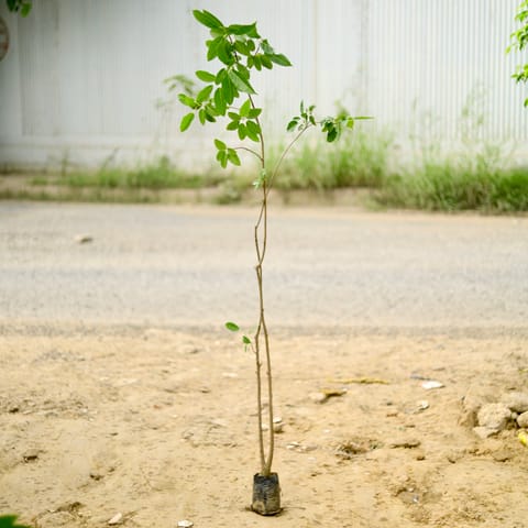 Free Next Day Delivery | Ficus Virens / Pilkhan (~ 4 To 5 Ft) in 6 Inch ...