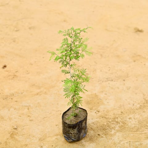 Free Next Day Delivery | Shami in 5 Inch Nursery Bag