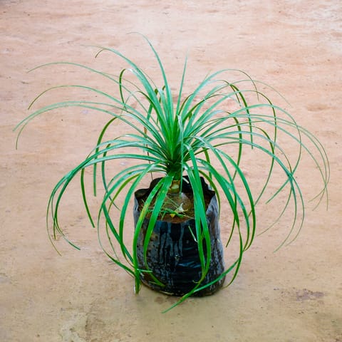 Free Next Day Delivery | Lolina / Nolina Palm in 10 Inch Nursery Bag