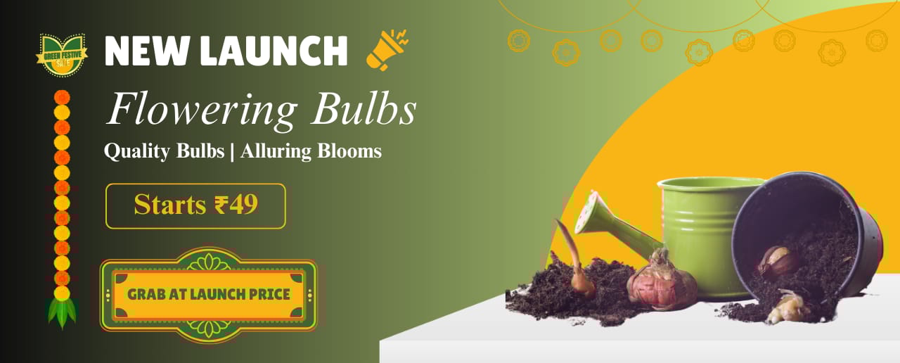 Online Nursery for Plants, Tools, and Garden Accessories - Urvann