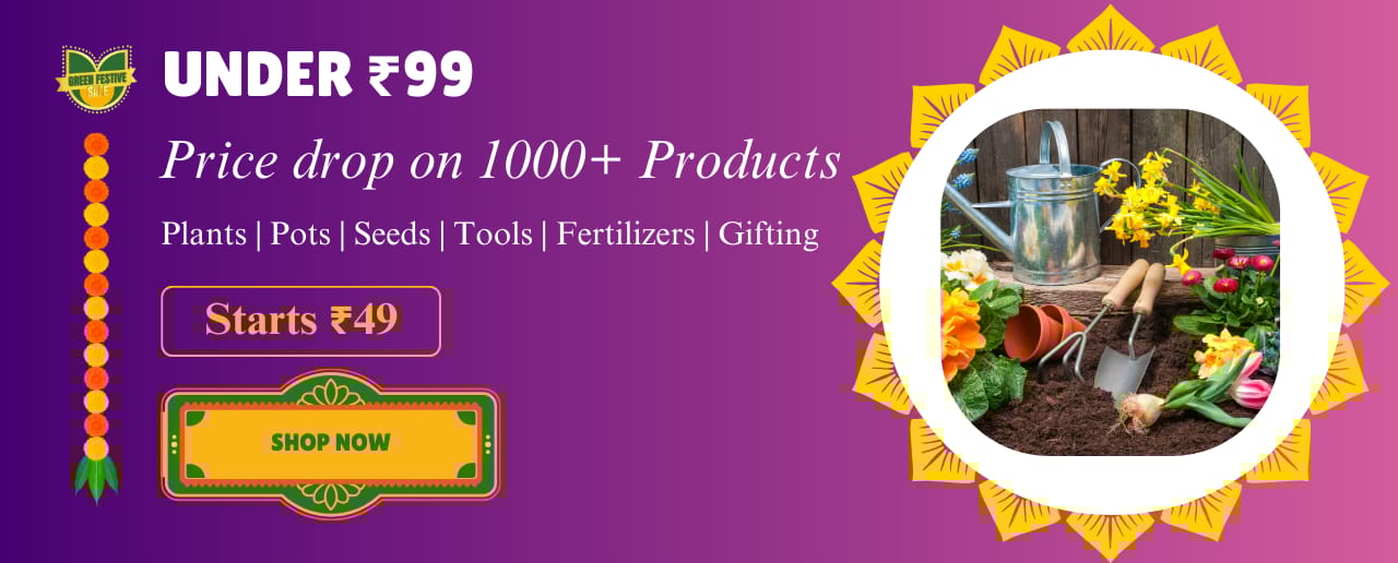 Online Nursery for Plants, Tools, and Garden Accessories - Urvann