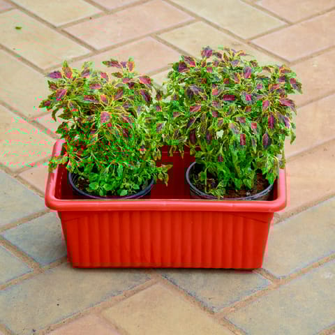 Free Next Day Delivery | Coleus Small Leaf in 12 Inch Red Premium ...