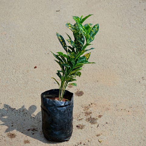 Free Next Day Delivery | Baby Croton in 4 Inch Nursery Bag