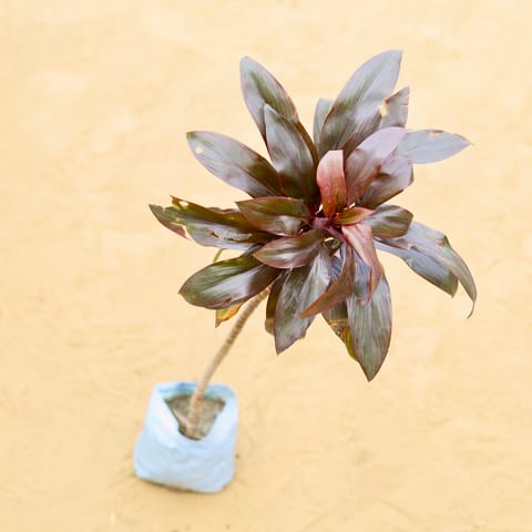 Free Next Day Delivery | Dracaena Mysore Ruby in 4 Inch Nursery Bag