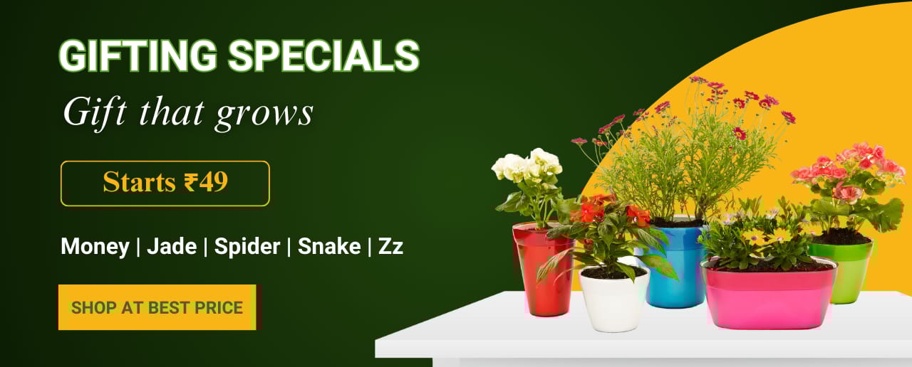 Online Nursery for Plants, Tools, and Garden Accessories - Urvann