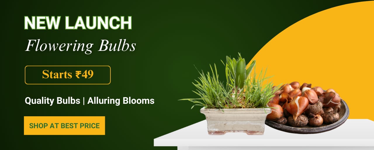 Online Nursery for Plants, Tools, and Garden Accessories - Urvann