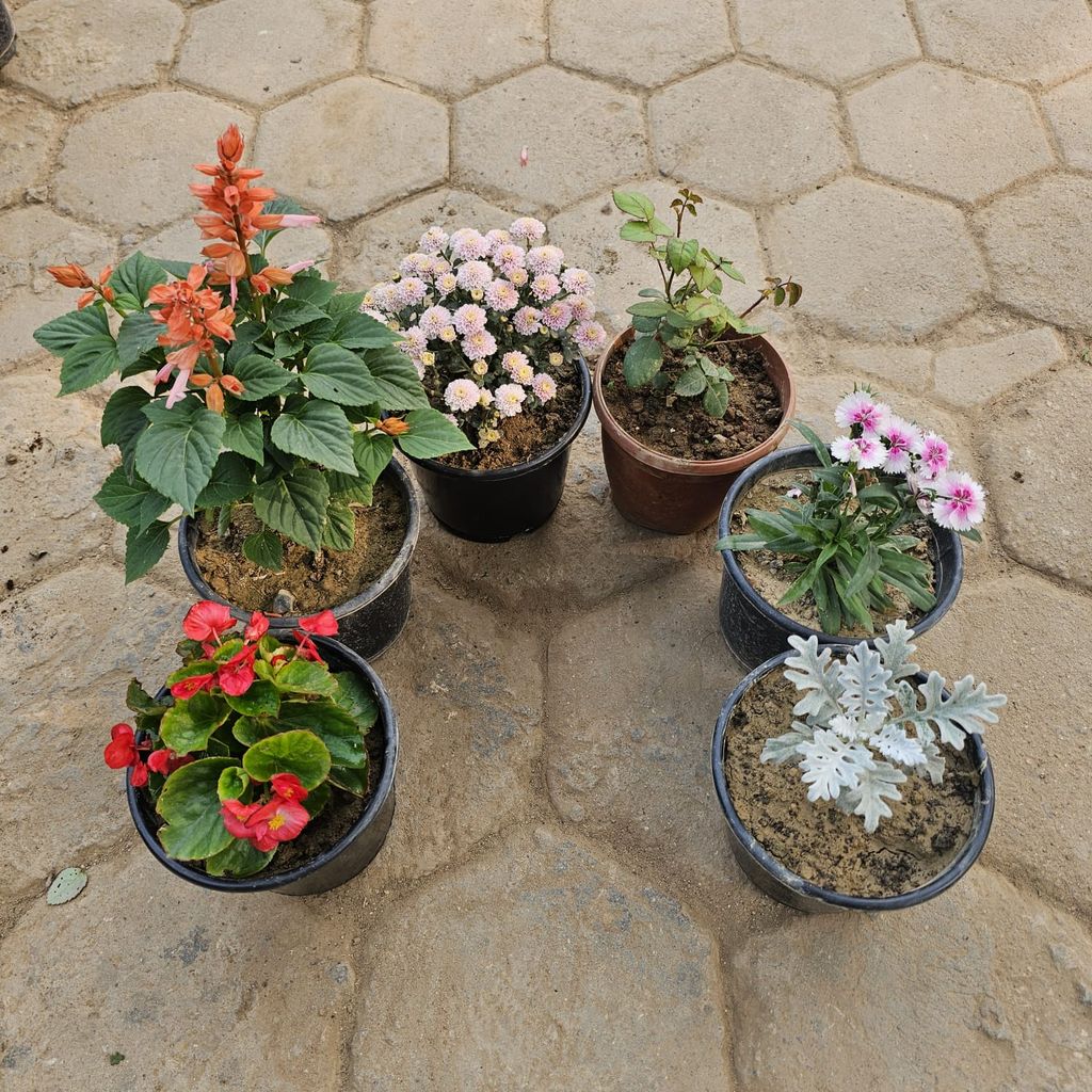 Free Next Day Delivery | Set Of 6 - Miniature Chrysanthemum, Salvia ...