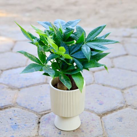 Free Next Day Delivery | Pachira Money Tree in 6 Inch Beige Lamp Shaped ...