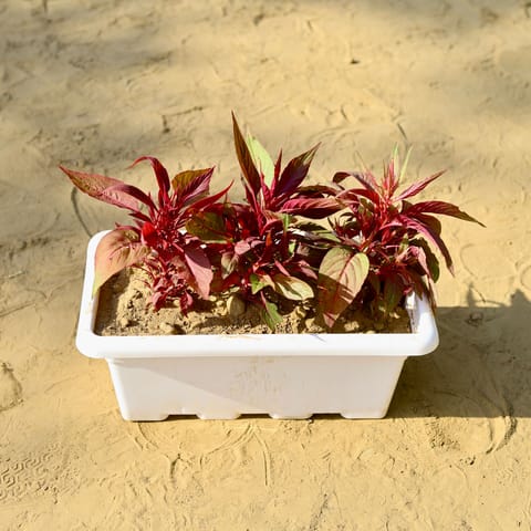 Free Next Day Delivery | Celosia / Cockscomb (Any Colour) in 17 Inch ...