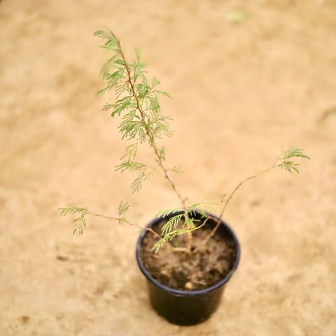 Free Next Day Delivery | Holy Shami in 6 Inch Nursery Pot