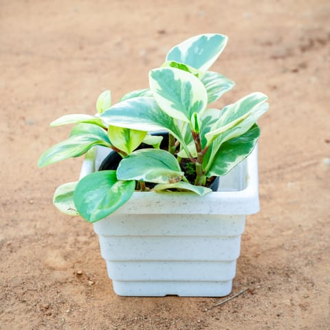 Free Next Day Delivery | Peperomia / Radiator Plant Variegated in 6 ...