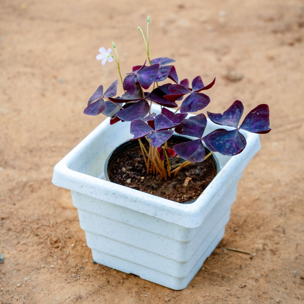 Free Next Day Delivery | Oxalis Triangularis in 6 Inch White Marble ...