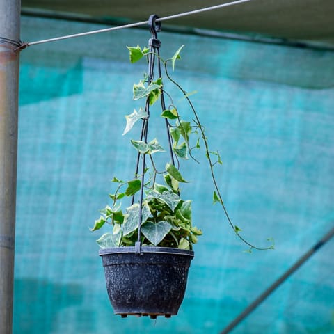 Free Next Day Delivery | English Ivy Succulent in 6 Inch Black Hanging ...