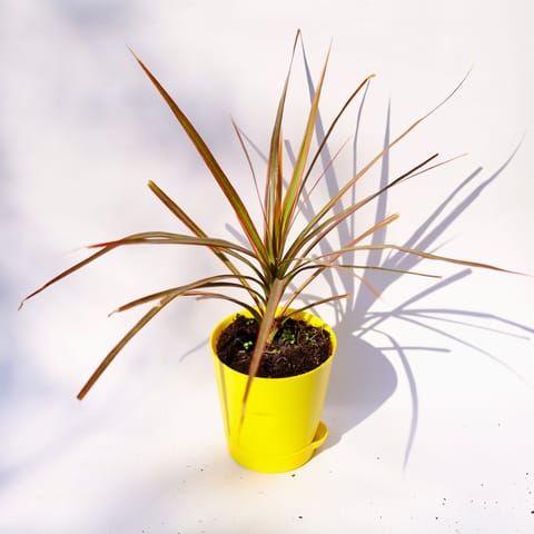 Free Next Day Delivery | Dracaena Colorama Red in 4 Inch Yellow ...