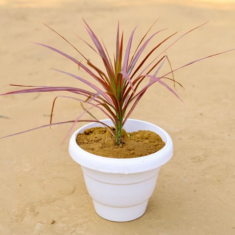 Free Next Day Delivery | Dracaena Colorama Red In 8 Inch White Classy ...