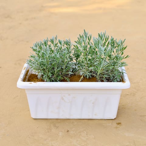 Free Next Day Delivery | Lavender In 17 Inch White Premium Supreme ...