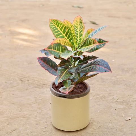 Free Next Day Delivery | Croton Petra in 8 Inch Classy Beige ...