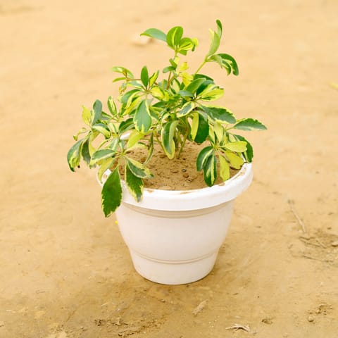 Free Next Day Delivery | Schefflera Brassia in 8 Inch Classy White ...