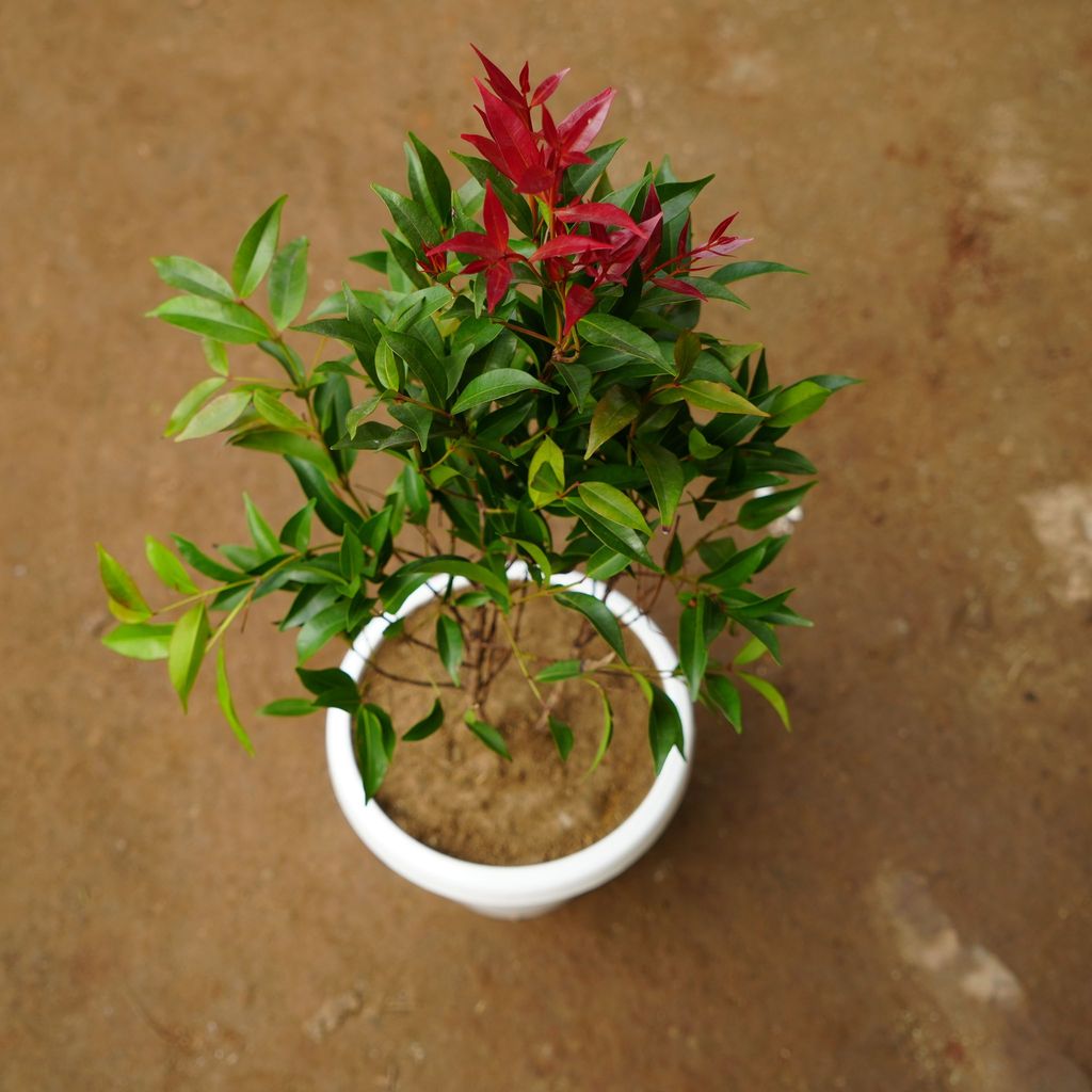 Free Next Day Delivery | Syzygium in 8 Inch Classy White Plastic Pot