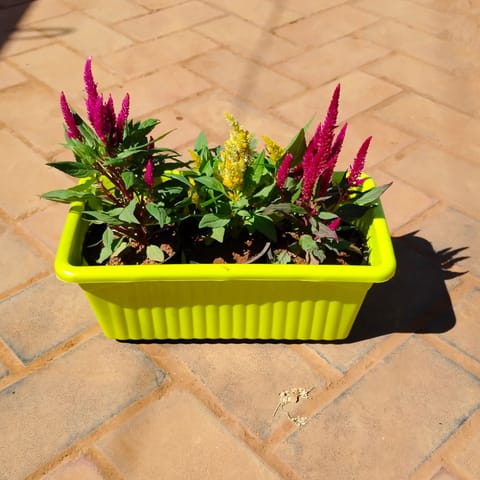 Free Next Day Delivery | Three Celosia / Cockscomb (any colour) in 14 ...