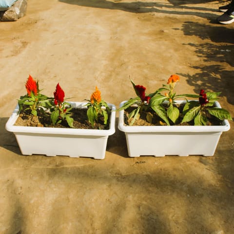 Free Next Day Delivery | Set of 2 - Celosia & Cockscomb (any colour) in ...