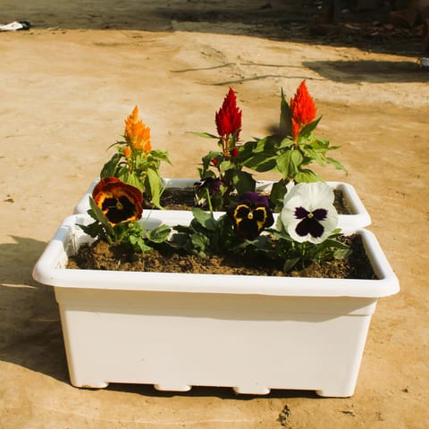 Free Next Day Delivery | Set of 2 - Celosia / Cockscomb & pansy (any ...
