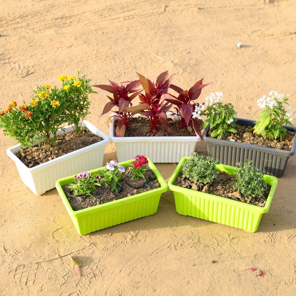 Free Next Day Delivery | Set of 5 - Marigold / Genda Jafri, Cockscomb ...