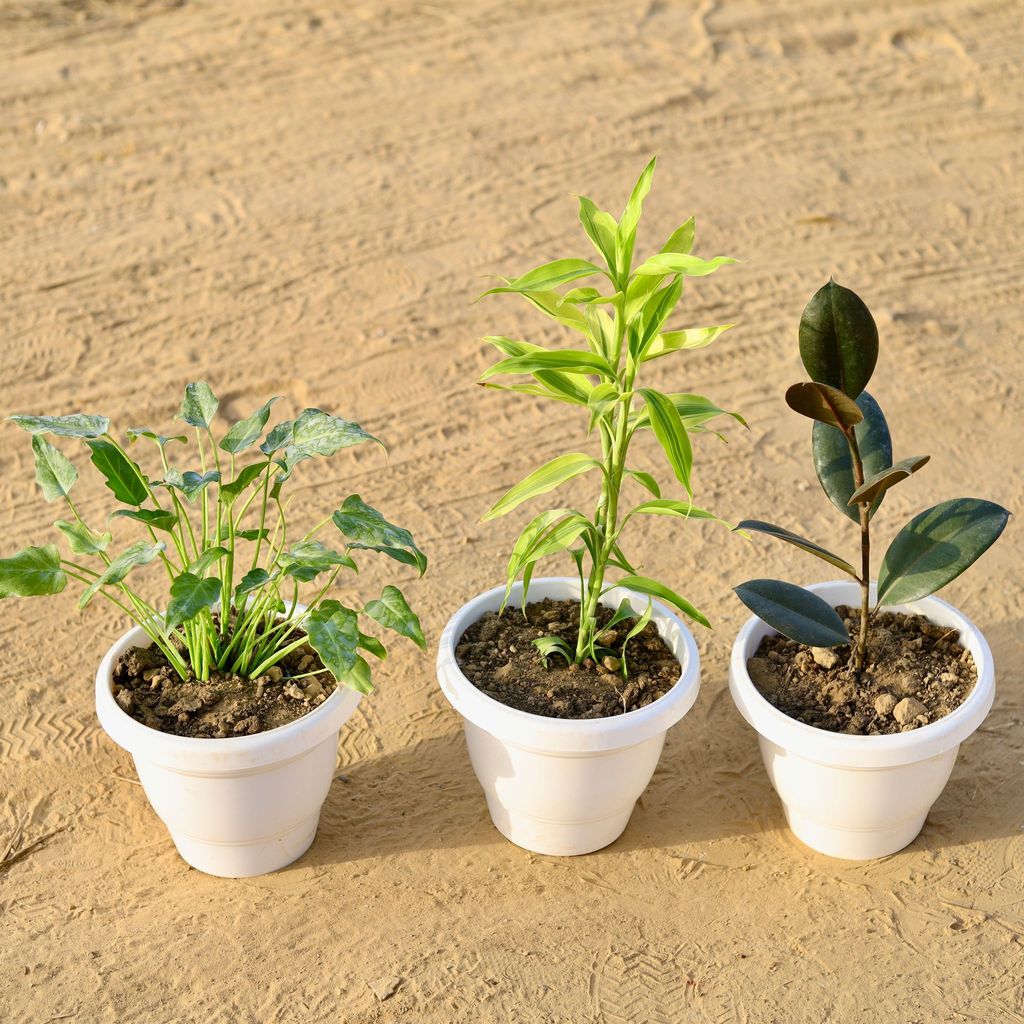 Free Next Day Delivery | Set of 3 - Xanadu Green, Lucky Bamboo & Rubber ...