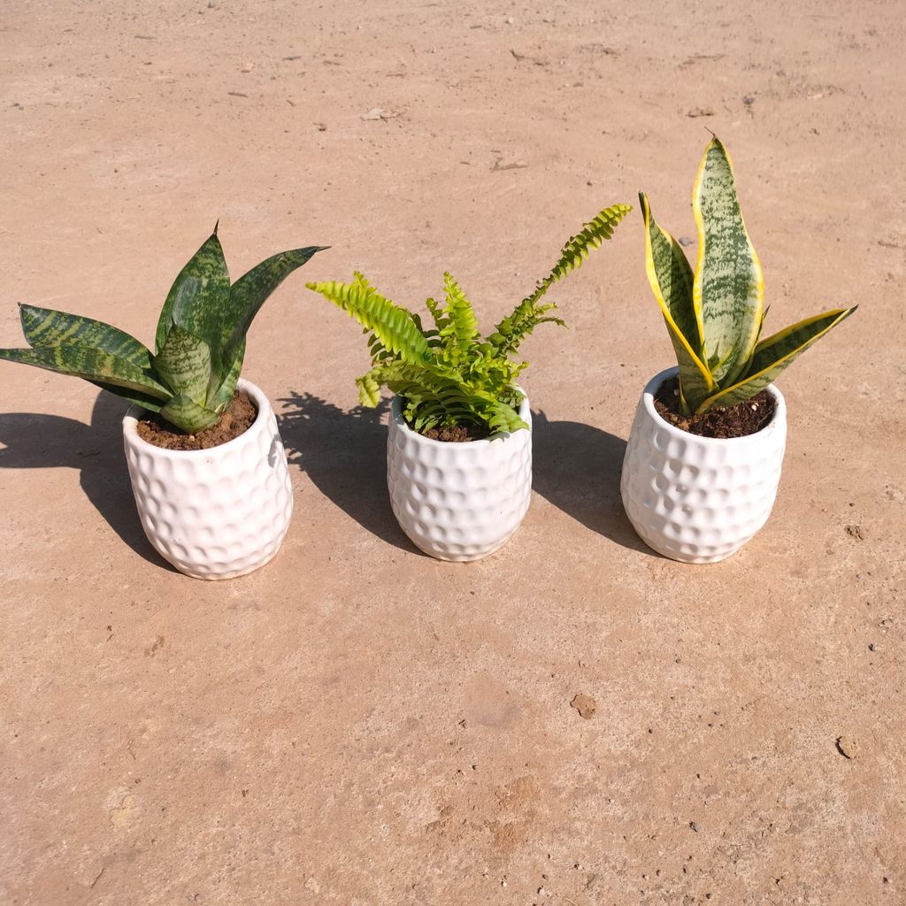 Free Next Day Delivery | Set of 3 - Snake Green Dwarf, Snake Variegated ...