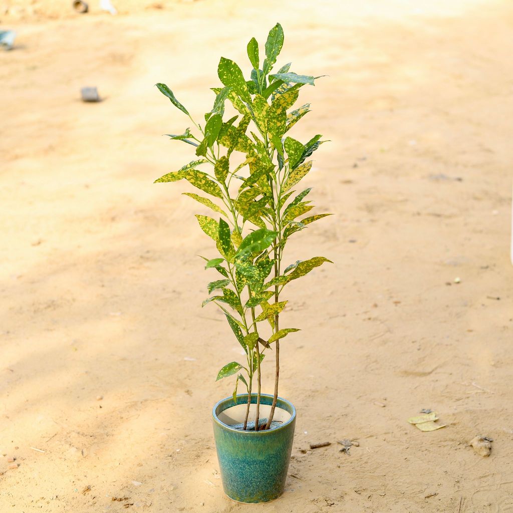 Free Next Day Delivery | Baby Croton Gold Star in 6 Inch Classy Glass ...