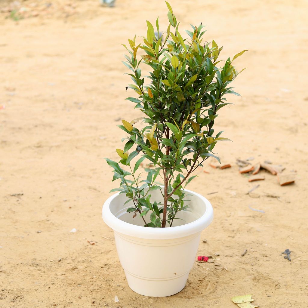 Free Next Day Delivery | Syzygium in 12 Inch Classy White Plastic Pot