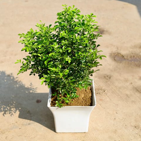 Free Next Day Delivery | Madhu Kamini / Murraya in 10 inch Classy White ...