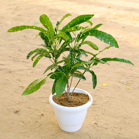 Free Next Day Delivery | Croton Superstar In 12 Inch Classy White ...