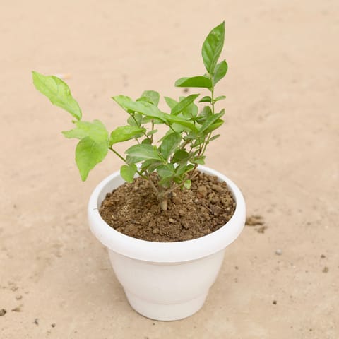 Free Next Day Delivery | Motia Jasmine White in 8 Inch Classy White ...