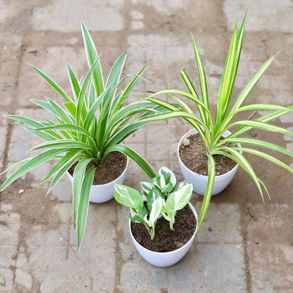 Free Next Day Delivery | Set of 3 - Spider, Pandanus & Money Plant N ...