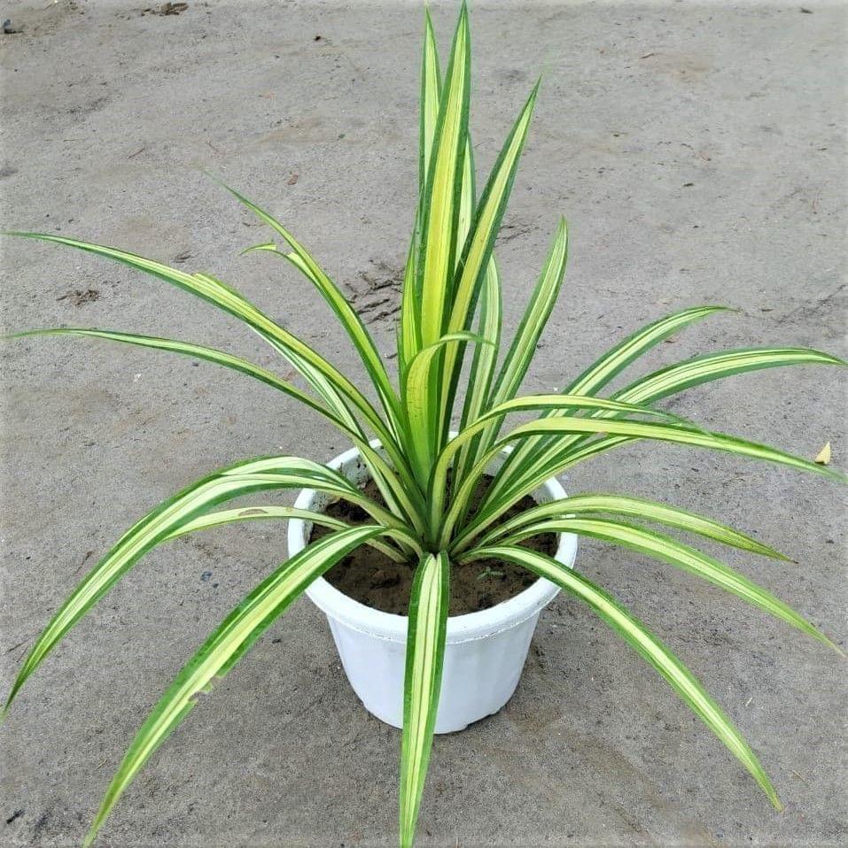 Free Next Day Delivery | Pandanus in 8 Inch Classy White Pot