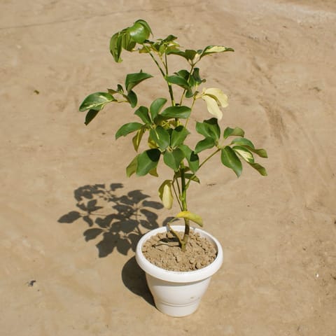Free Next Day Delivery | Schefflera Brassia in 8 Inch Classy White ...