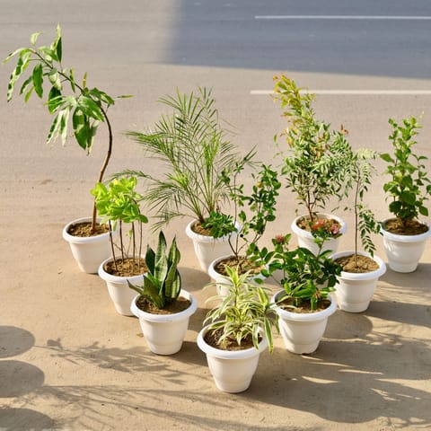 Free Next Day Delivery | Jungle Garden Combo - Set of 10 - Mango / Aam ...