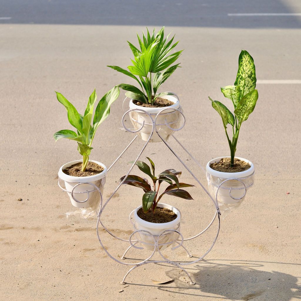 Free Next Day Delivery | Garden Specials - Set of 4 - Aglaonema Silver ...
