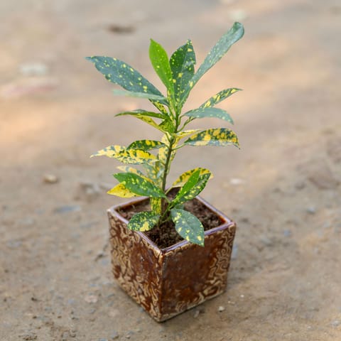 Free Next Day Delivery | Baby Croton in 4 Inch Ceramic Pot (colour ...