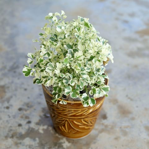 Free Next Day Delivery | Variegated White Aralia in 5 Inch Brown ...