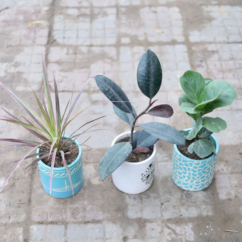 Free Next Day Delivery | Set of 3 - Dracaena Colorama, Rubber & Fiddle ...