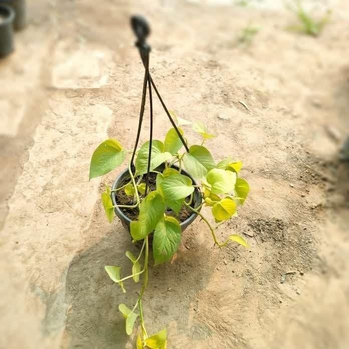 Free Next Day Delivery | Golden Money Plant in 6 Inch Hanging Basket