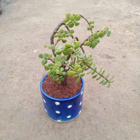 Free Next Day Delivery of Jade in 4 Inch Blue Classy Polca Doted ...