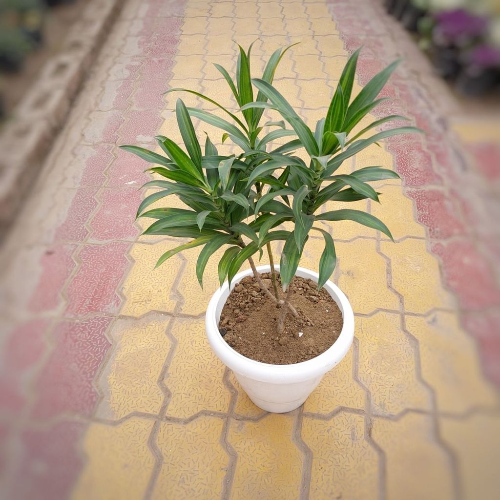 Free Next Day Delivery of Song of India Green in 10 Inch Classy White ...