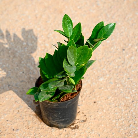 Free Next Day Delivery | Zz Green in 4 Inch Nursery Pot