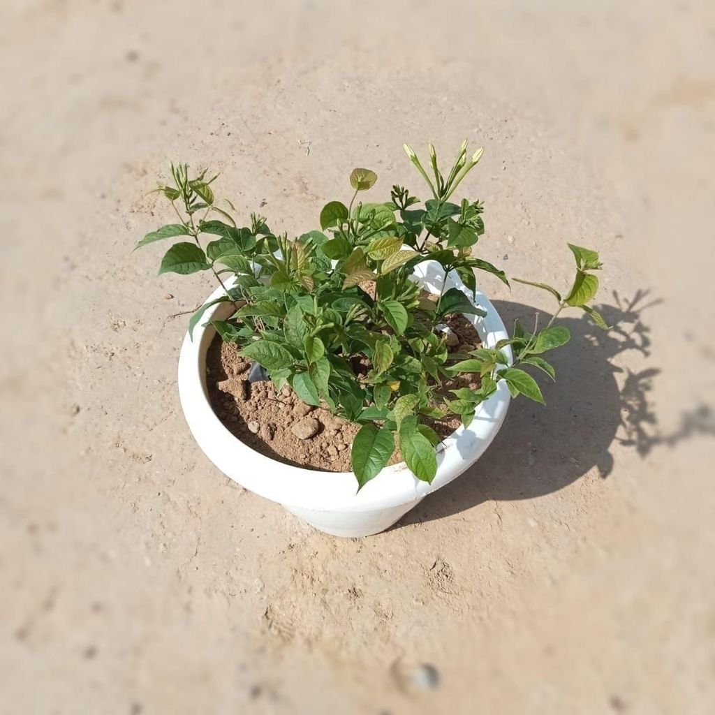 Free Next Day Delivery | Madhumalti / Rangoon Creeper in 10 Inch Classy ...