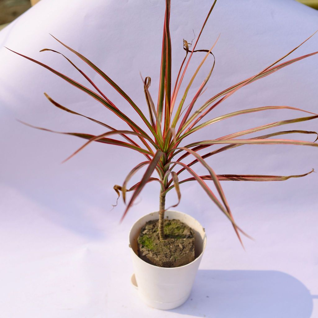 Free Next Day Delivery | Croton Colorama Red in 4 Inch White Florence ...