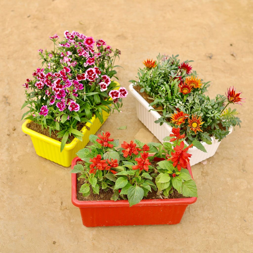 Free Next Day Delivery | Set of 3 - Gazania,Salvia Red & Dianthus (any ...
