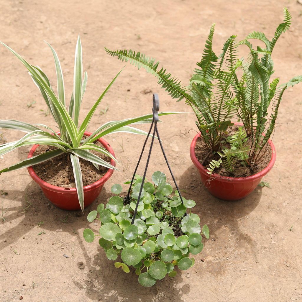 Free Next Day Delivery | Set of 3 - Brahmi Dollar Plant, Spider & Fern ...